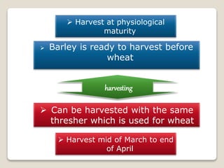 Production Technologies of Barley | PPTX