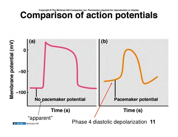 10.31.08: Physiological Basis of ECG