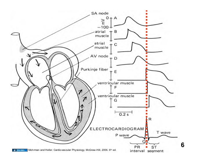 10.31.08: Physiological Basis of ECG