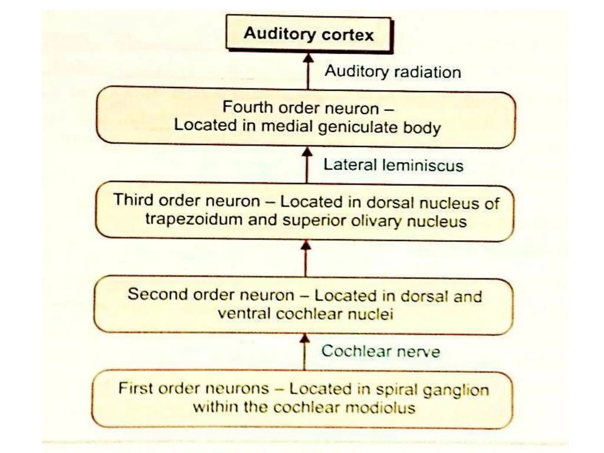 Auditory pathway special senses ear physiology | PDF