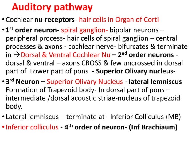 Auditory pathway special senses ear physiology | PDF