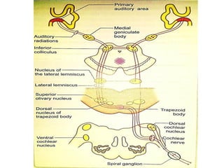Auditory pathway special senses ear physiology | PDF