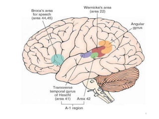 Auditory pathway special senses ear physiology | PDF