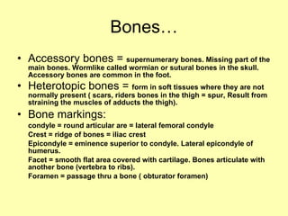 The Skeletal System | PPT