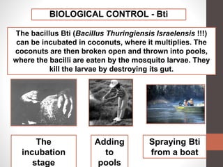 10397072.ppt malaria parasitology zoology | PPT