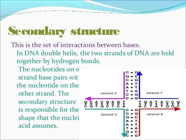 Nucleic Acids ppt