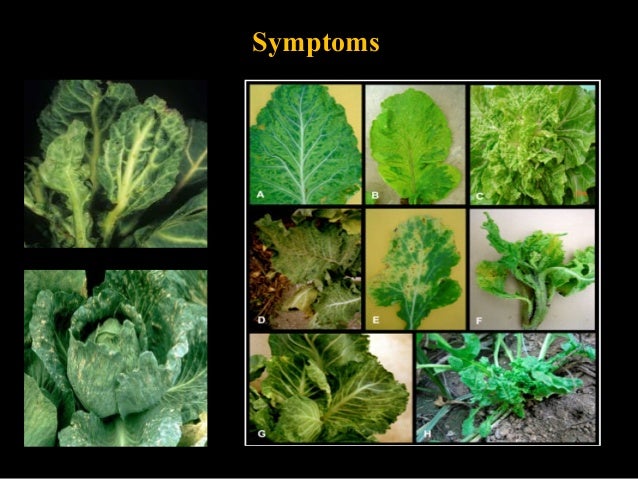 Cauliflower mosaic disease