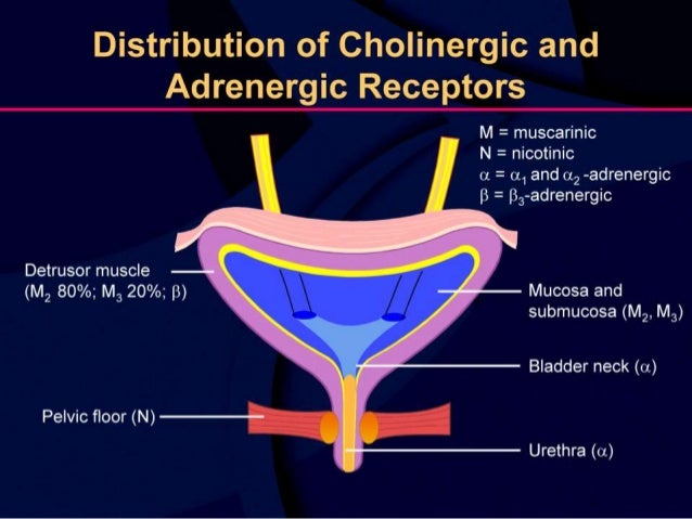 1040122 oab diagnosis, management and current trend of therapy