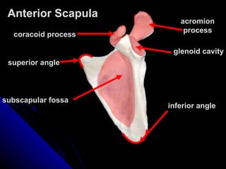 Upper Limbs and Pectoral Girdles | PPT