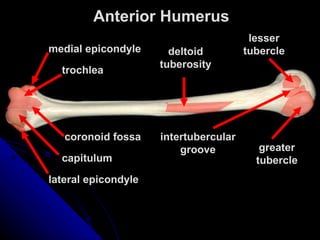 Upper Limbs and Pectoral Girdles | PPT