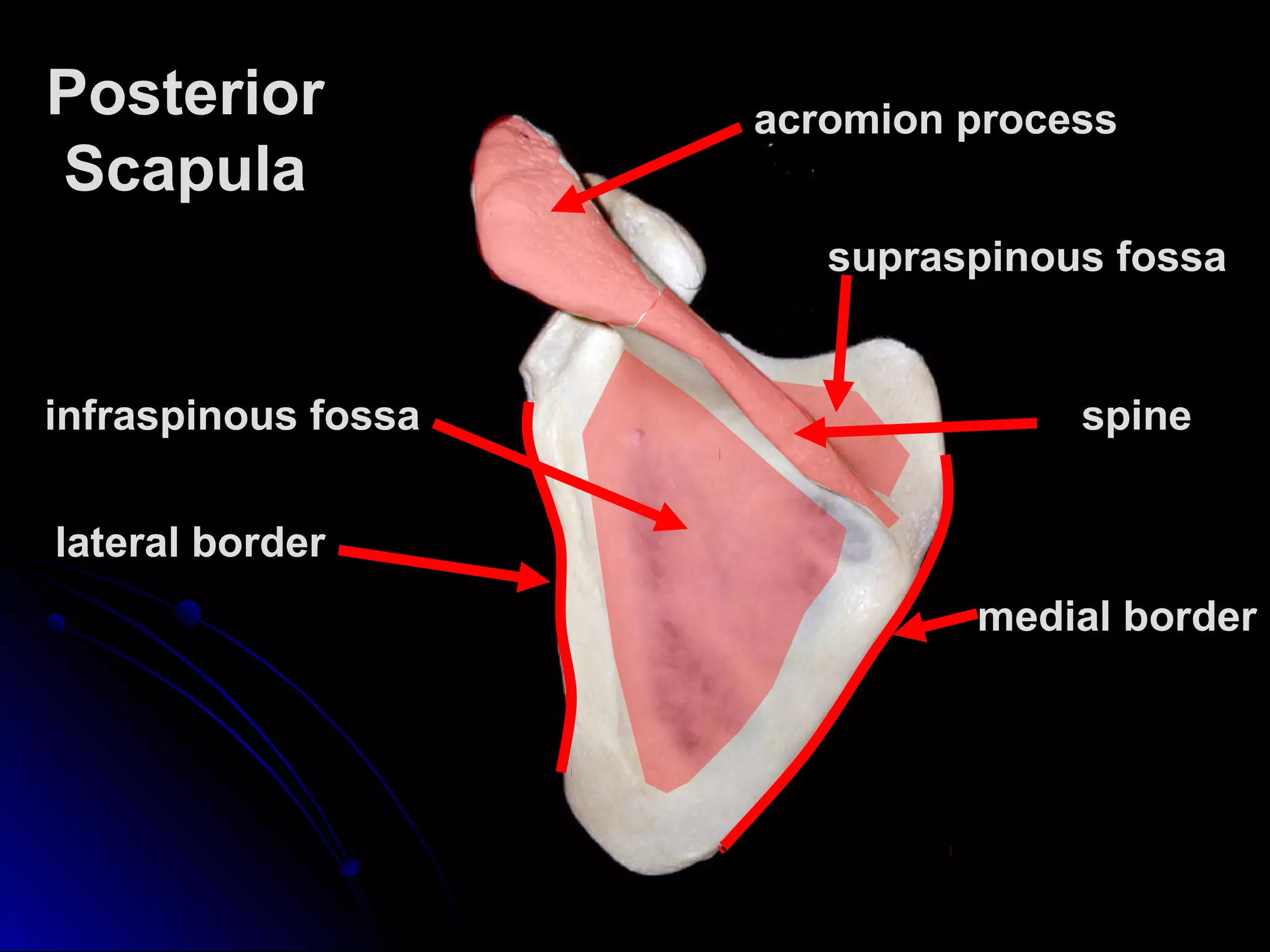 Appendicular Tutorial - Pectoral and Upper Limbs | PPT