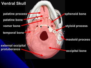 104112 axial-skeleton-tutorial-skull | PPT