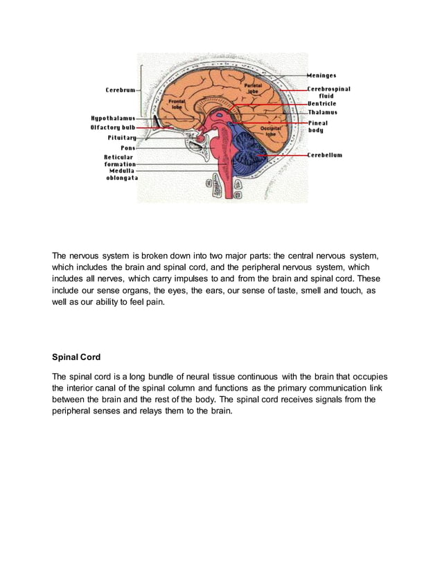 104676280 case-study-brain-tumor-final | DOCX
