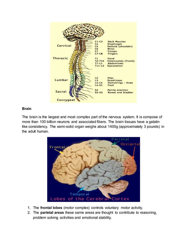 104676280 case-study-brain-tumor-final | DOCX