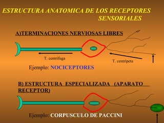 Fisiología - Receptores Sensoriales | PPT