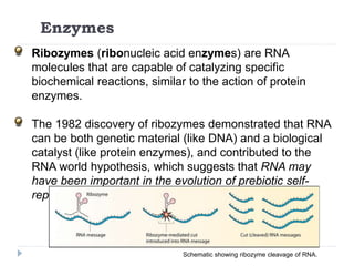 Enzymes (An Introductory Approach) | PPTX
