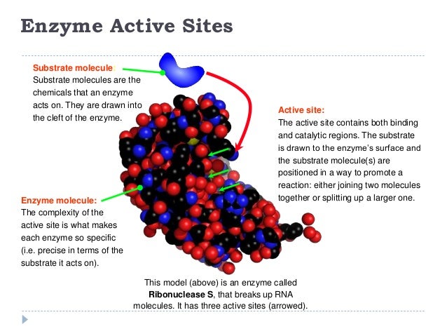 Enzymes (An Introductory Approach)