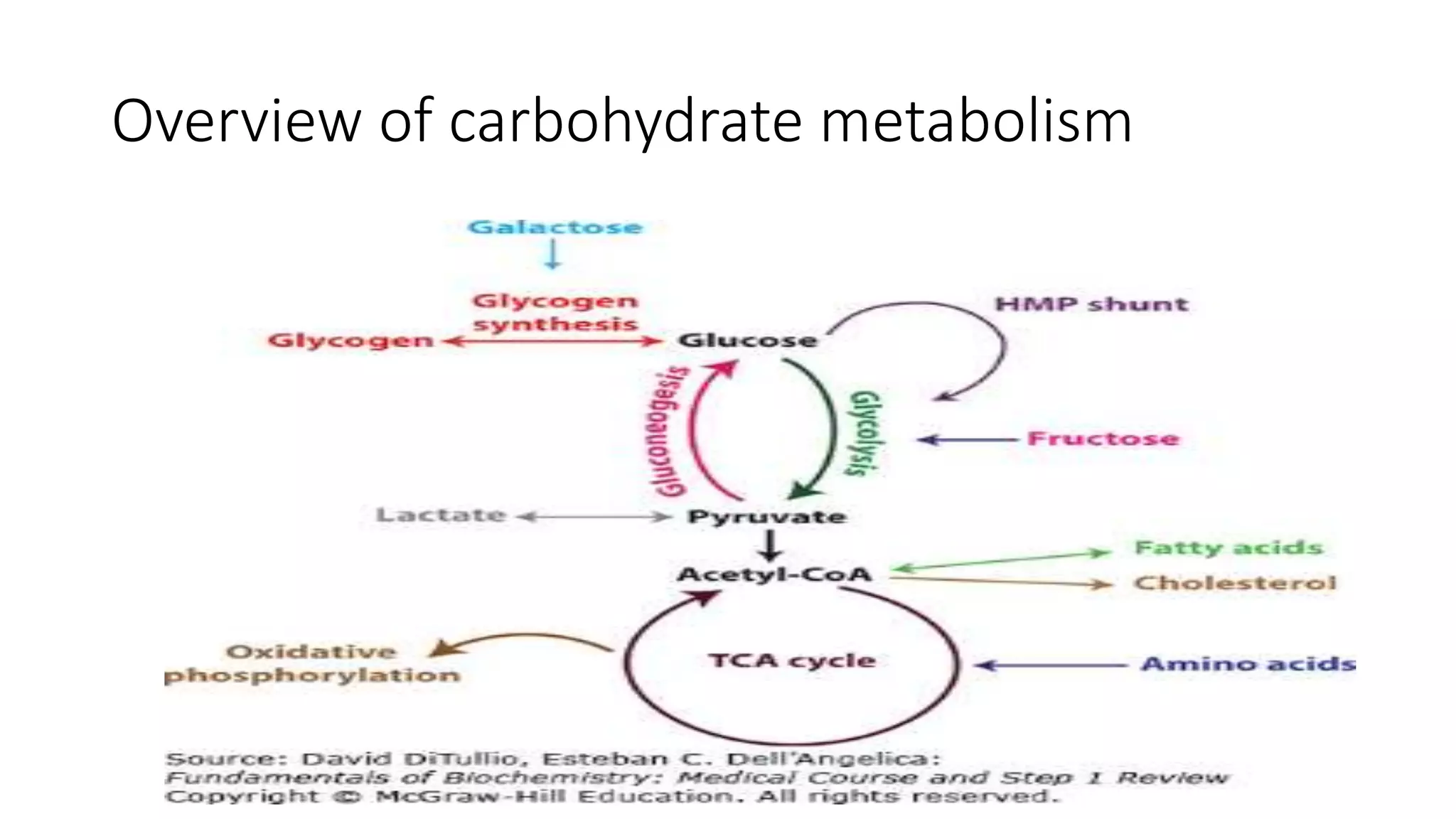 carbohydrate metabolism lecture 1 | PPTX