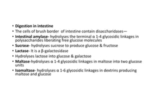 carbohydrate metabolism lecture 1 | PPTX