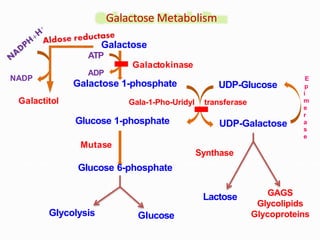 1051 carbohydrate metabolism lecture 8 | PPTX