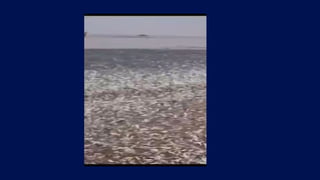 Deep marine life and their evalution and movement | PPTX