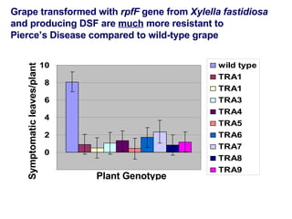 Pathogen confusion as a strategy for controlling diseases caused by ...