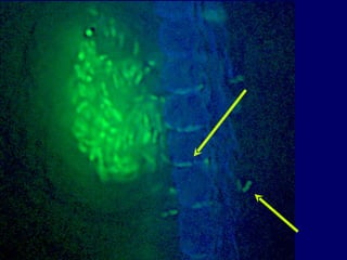 Pathogen confusion as a strategy for controlling diseases caused by ...