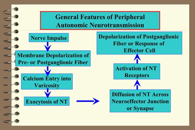 INTRODUCTION TO AUTONOMIC PHARMACOLOGY Part III - Mechanism | PPT