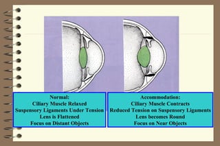 INTRODUCTION TO AUTONOMIC PHARMACOLOGY Part V - Actions of a | PPT