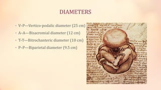 1056_Fetus_in_uterus.pdf1056_Fetus_in_uterus.pdf 1 | PDF | Pregnancy ...