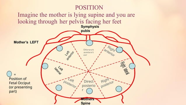 Feto pelvic relationship lie position ppt | PPT