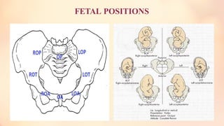 Feto pelvic relationship lie position ppt | PPT