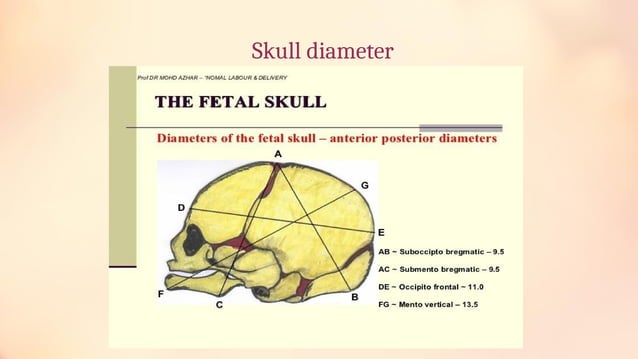 Feto pelvic relationship lie position ppt | PPT