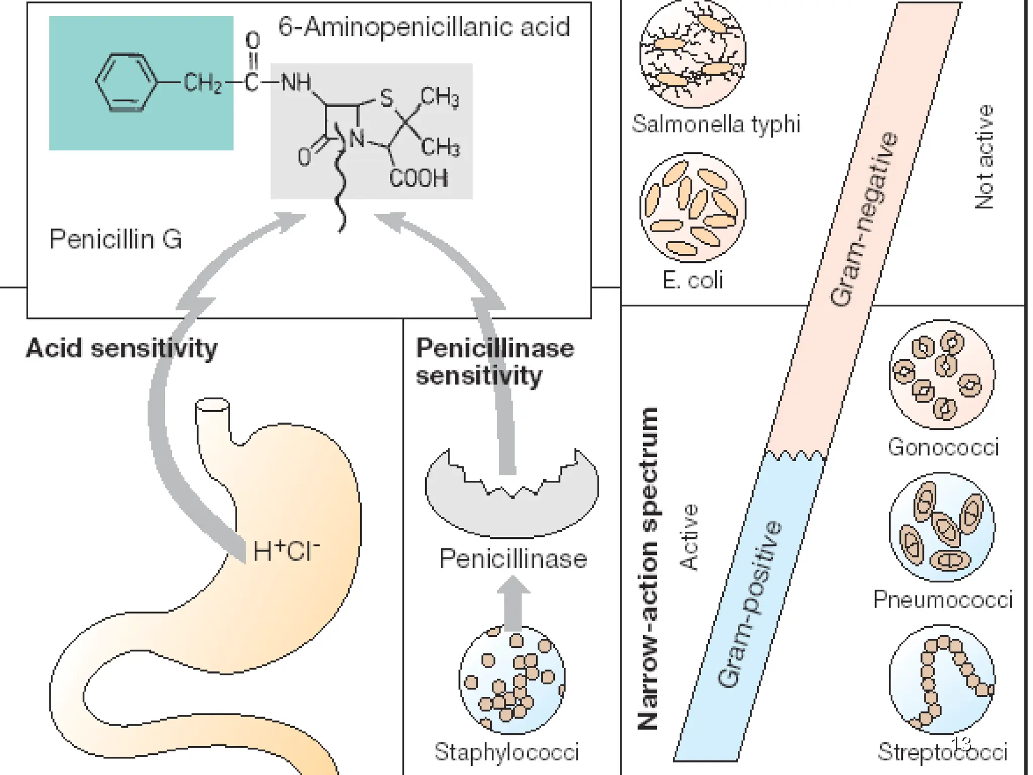 Antibiotics And There Classification Classification By Various Types