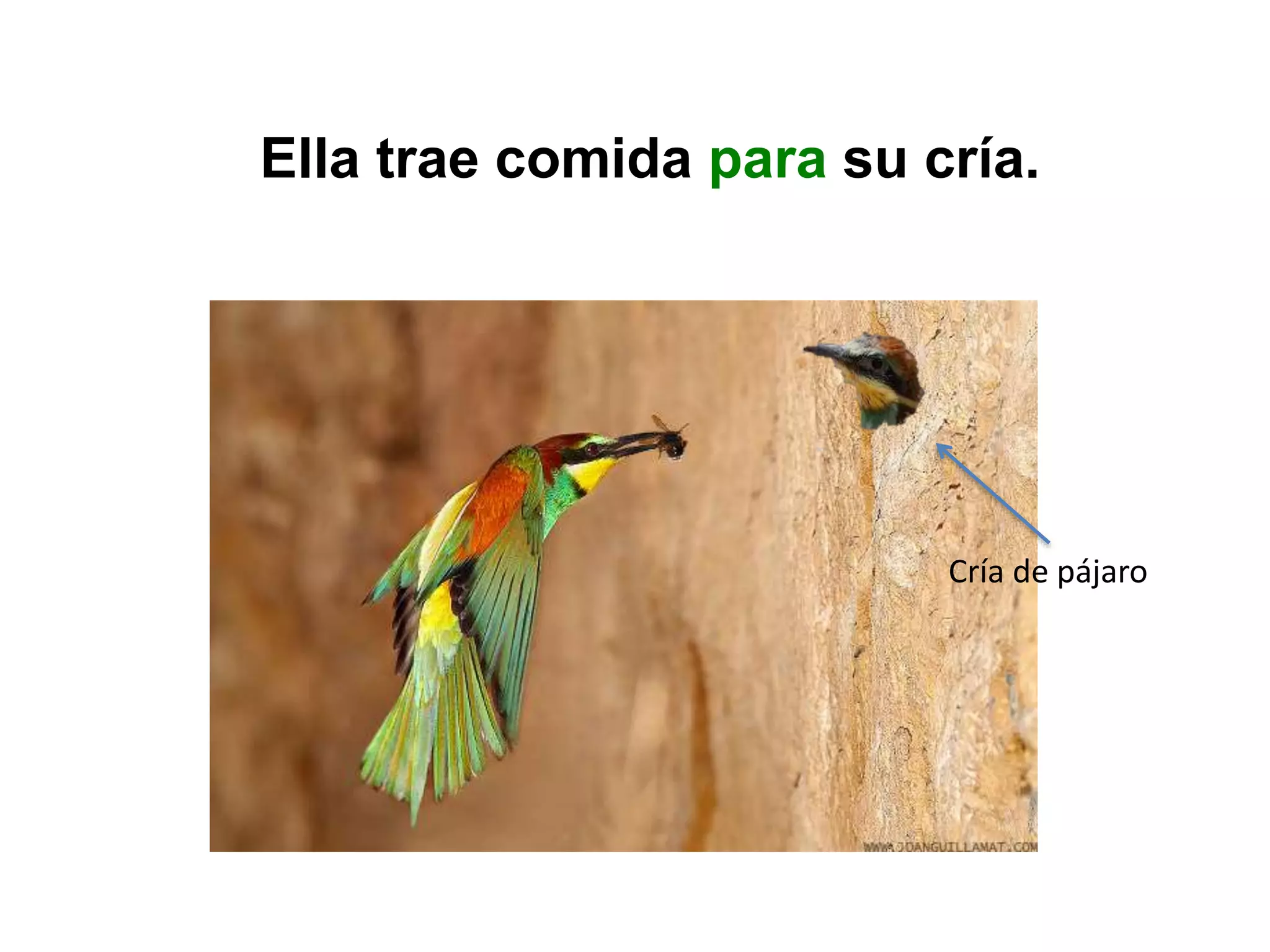 First Form Irregular verbs: hacer, poner, traer, salir, oir. Spanish4Ag ...