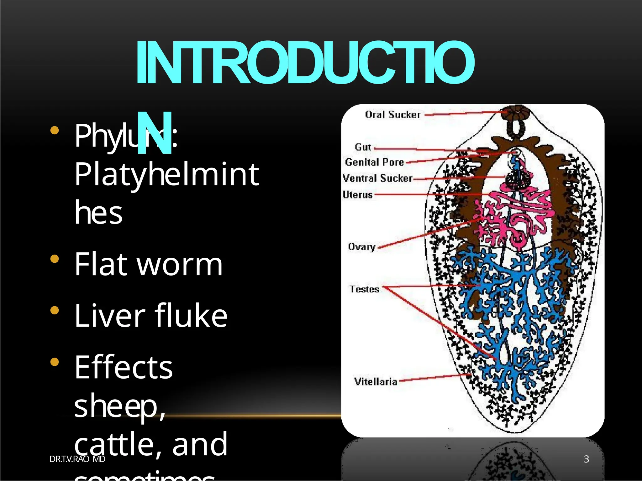 life history of Fasciola-Hepatica (.pptx