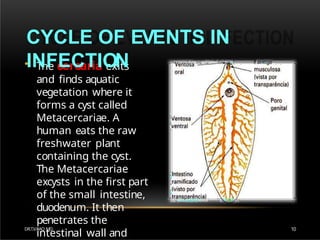 life history of Fasciola-Hepatica (.pptx