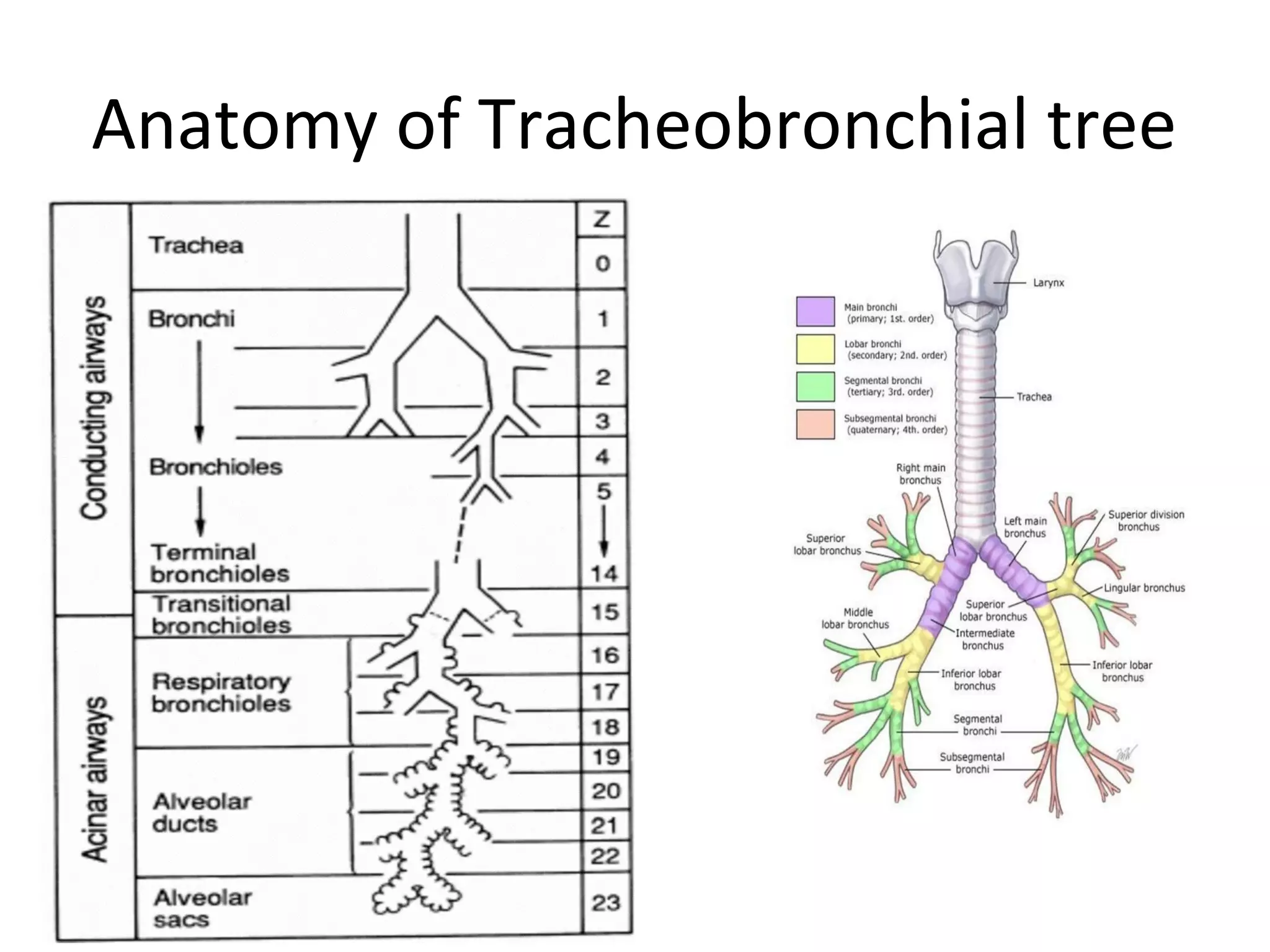 CHRONIC OBSTRUCTIVE PULMONARY DISEASES (COPD) | PPT