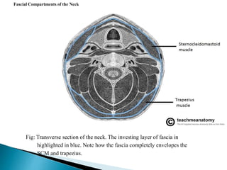 Fascia of neck .ppt