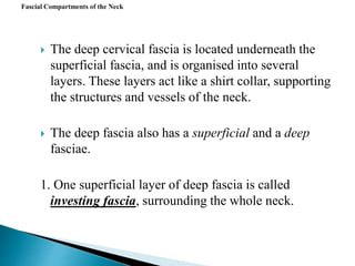 Fascia of neck .ppt