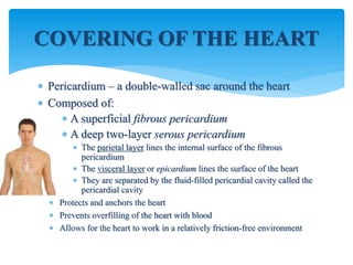 the heart | PPTX