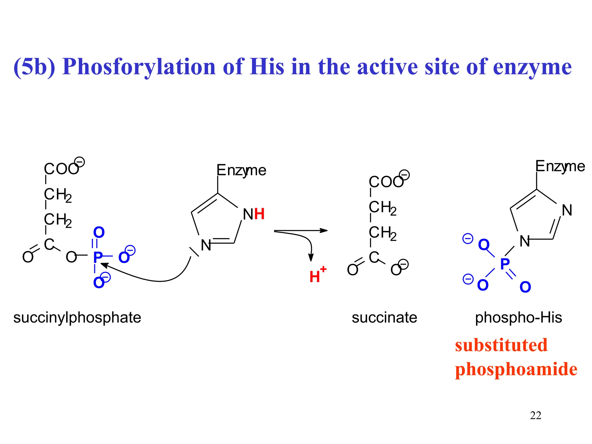 citric acid cycle and heme synthesisand biochemistry of cycle.ppt