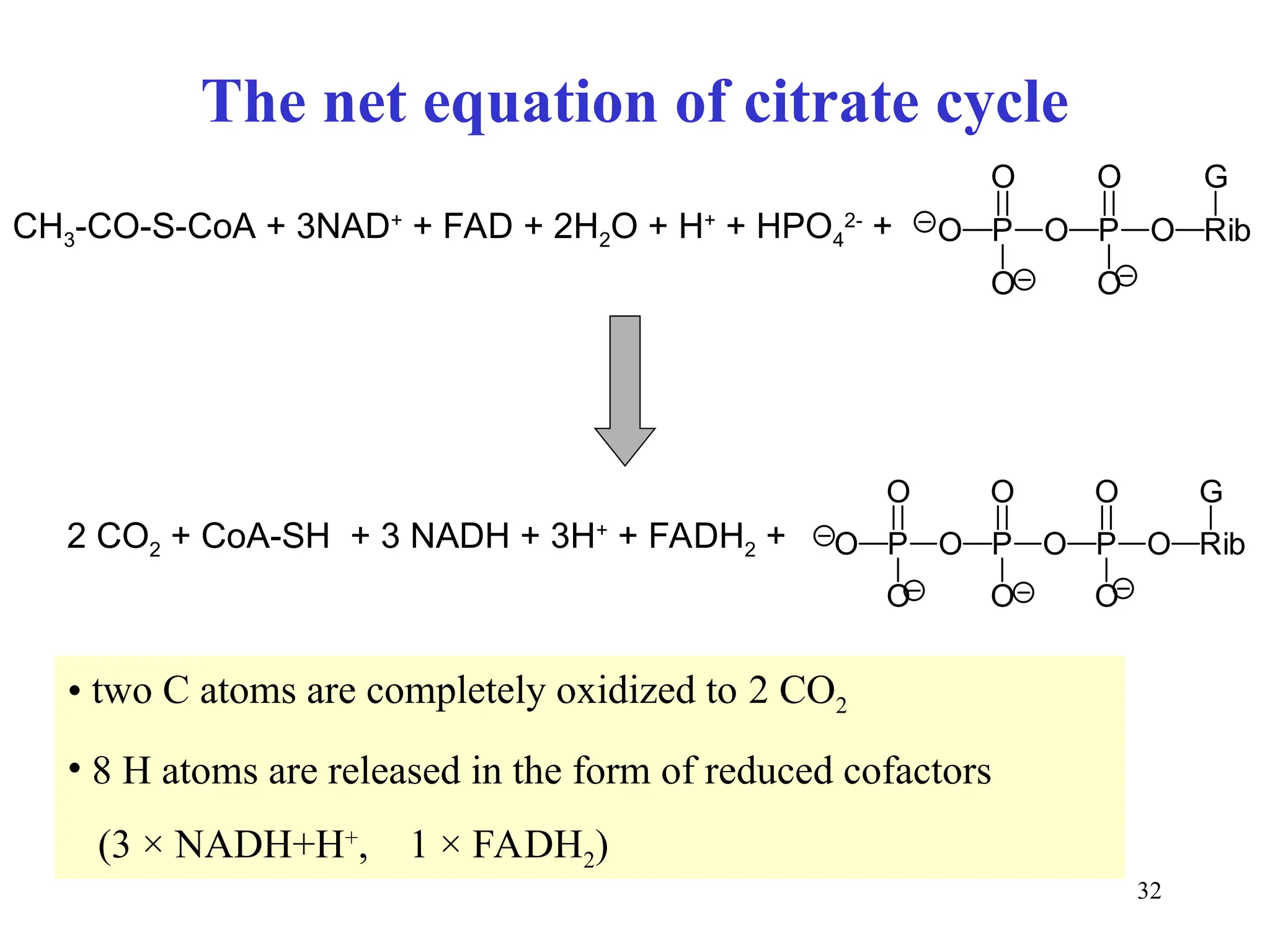 citric acid cycle and heme synthesisand biochemistry of cycle.ppt