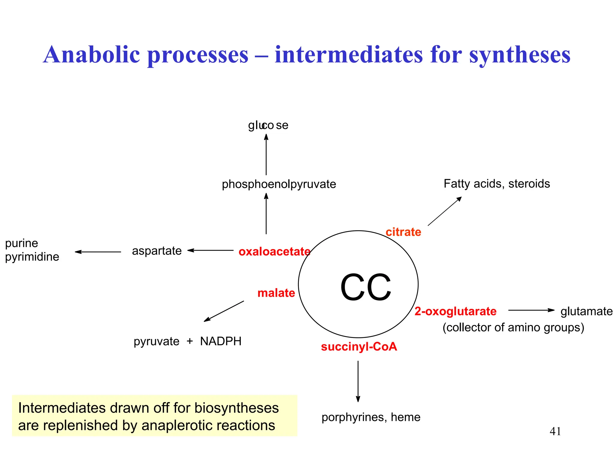 citric acid cycle and heme synthesisand biochemistry of cycle.ppt
