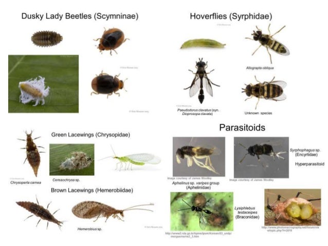 Natural enemies of Sugarcane Aphid