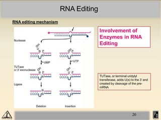 1088873494RNA Editing: RNA Editing and CRISPR technology | PPTX