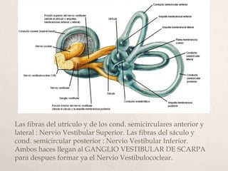 anatomia-oido-interno | PPTX