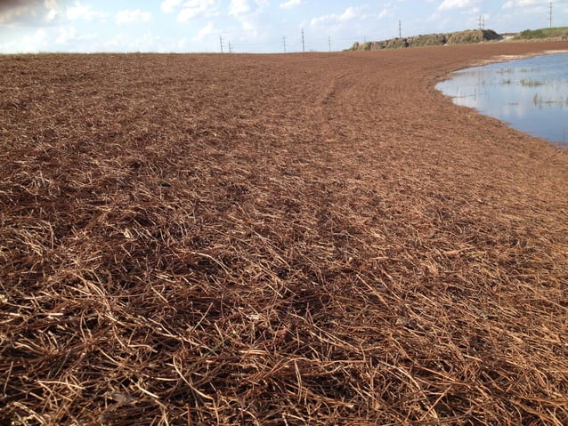 Slope stabilization and erosion control techniques using pine straw | PDF
