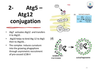 Autophagy Lecture from HNO Skill Development Centre | PPT