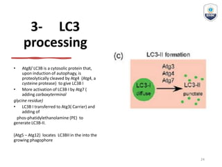 Autophagy Lecture from HNO Skill Development Centre | PPT
